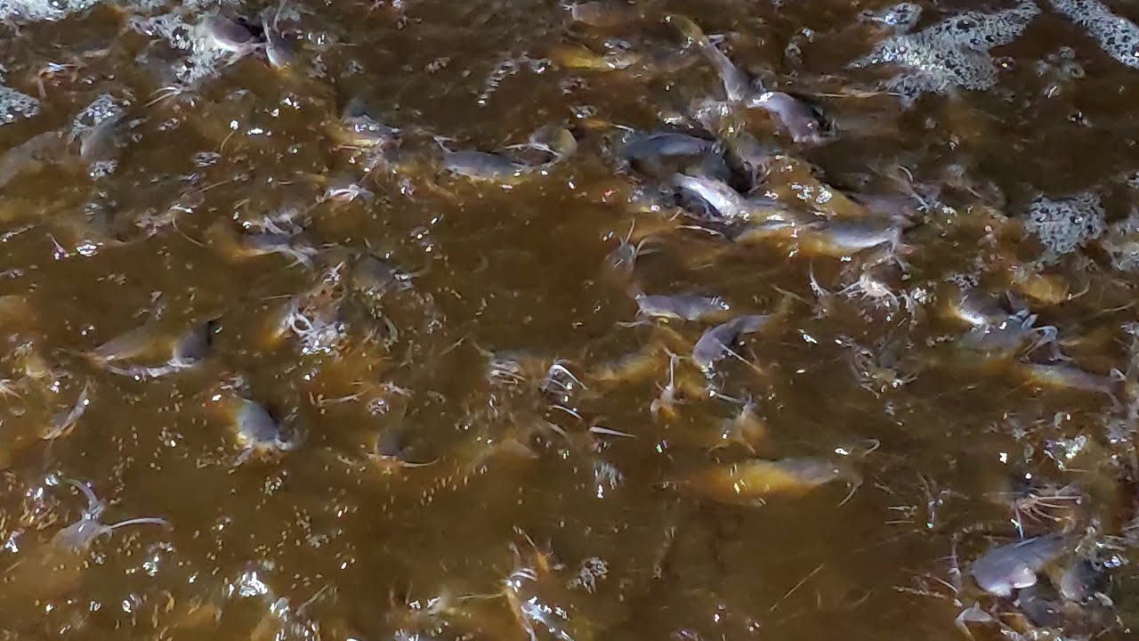 DAY 42- INTENSIVE HITO FARMING UPDATE 96grams Na Sila - YouTube