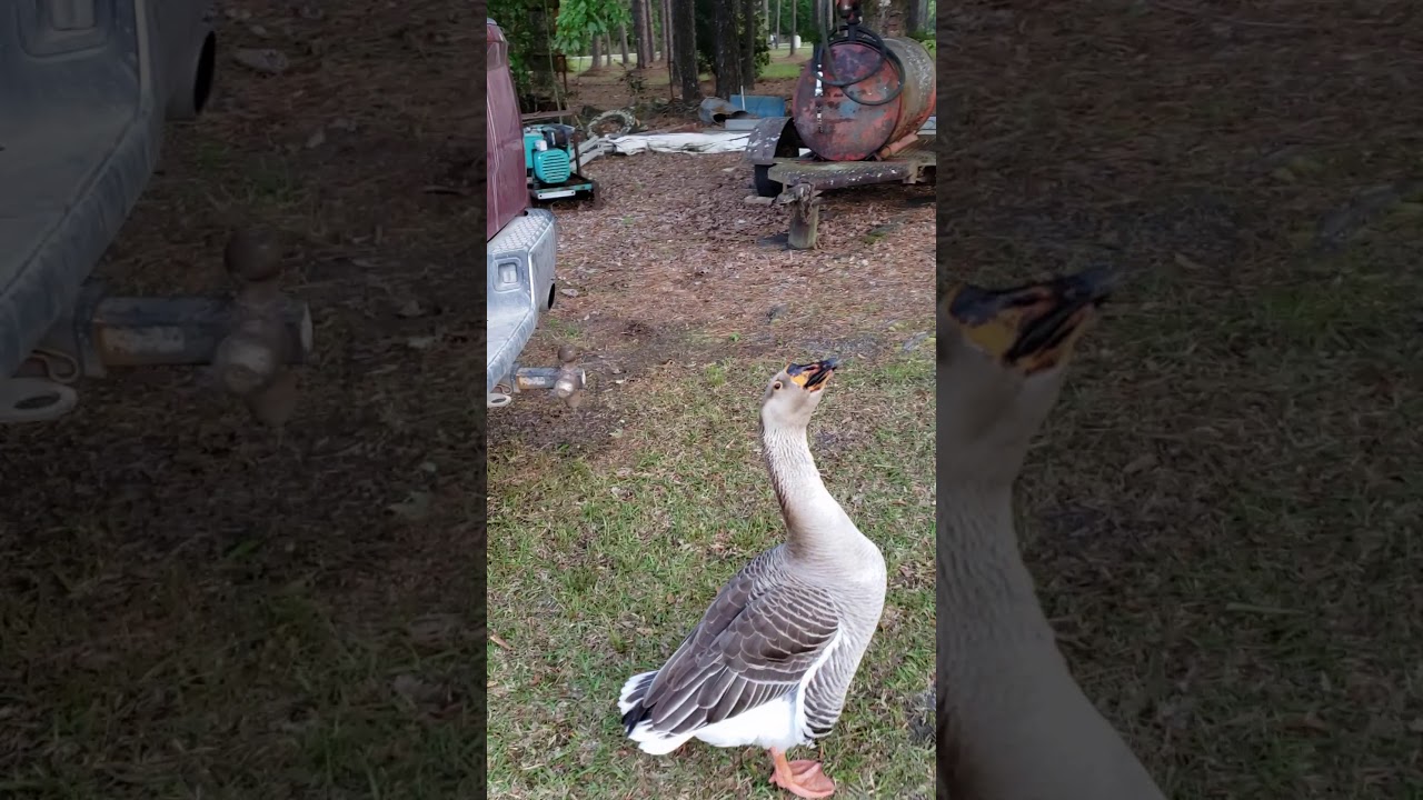 Friendly Goose 2 - YouTube