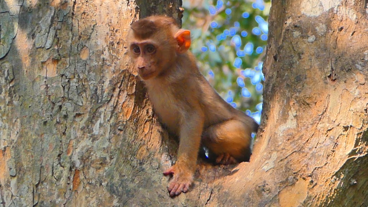 Monkey Leo is very handsome and He has fun himself when Rainbow is not ...