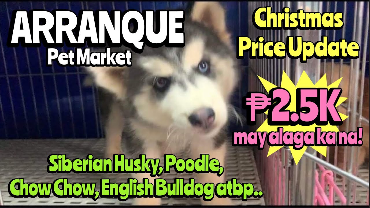 Arranque Pet Market Part 1 | December 22, 2022 | Recto, Manila - YouTube