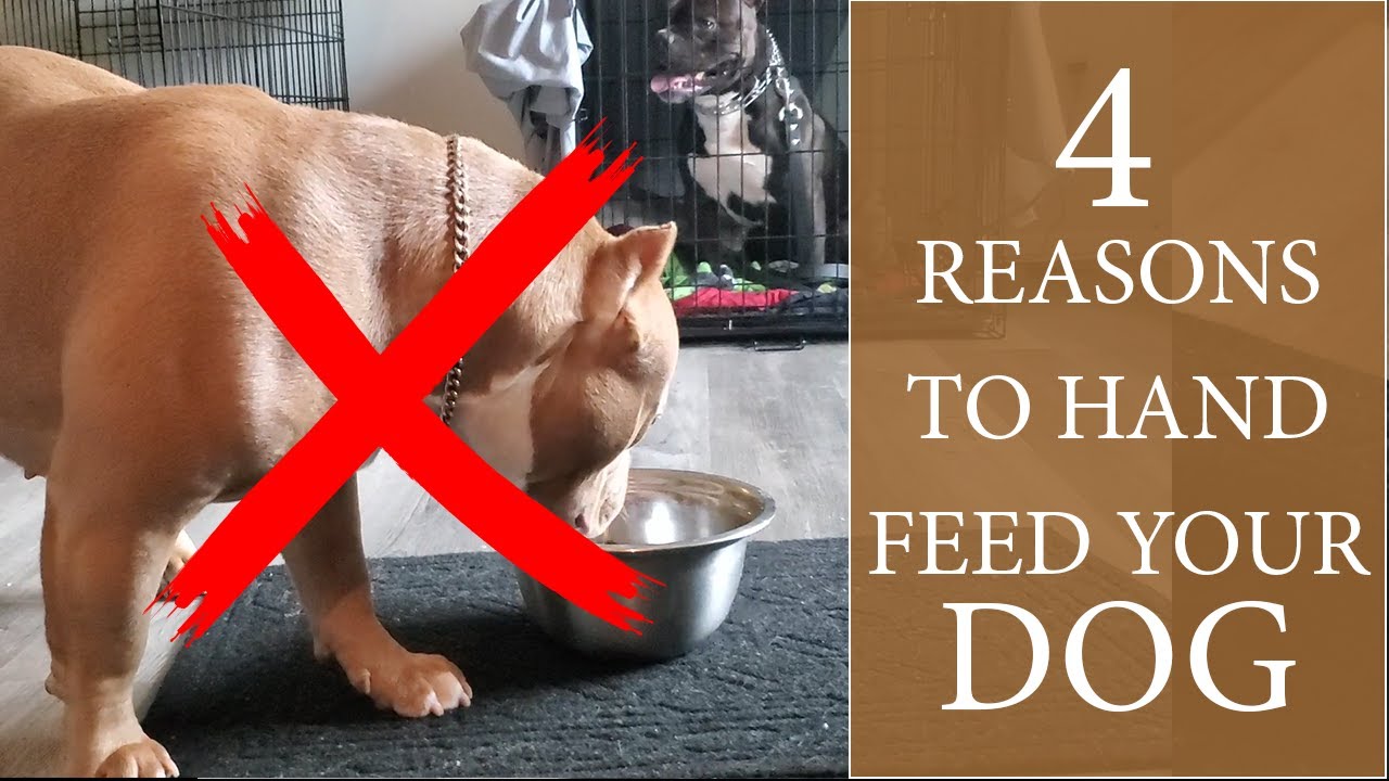 4 Reasons Why Hand Feeding is a Must for Your Dog. - YouTube
