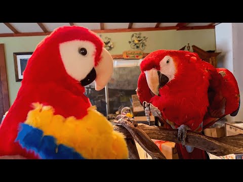 Try Not To Laugh: Ultimate Funny Birds Compilation! 🤣