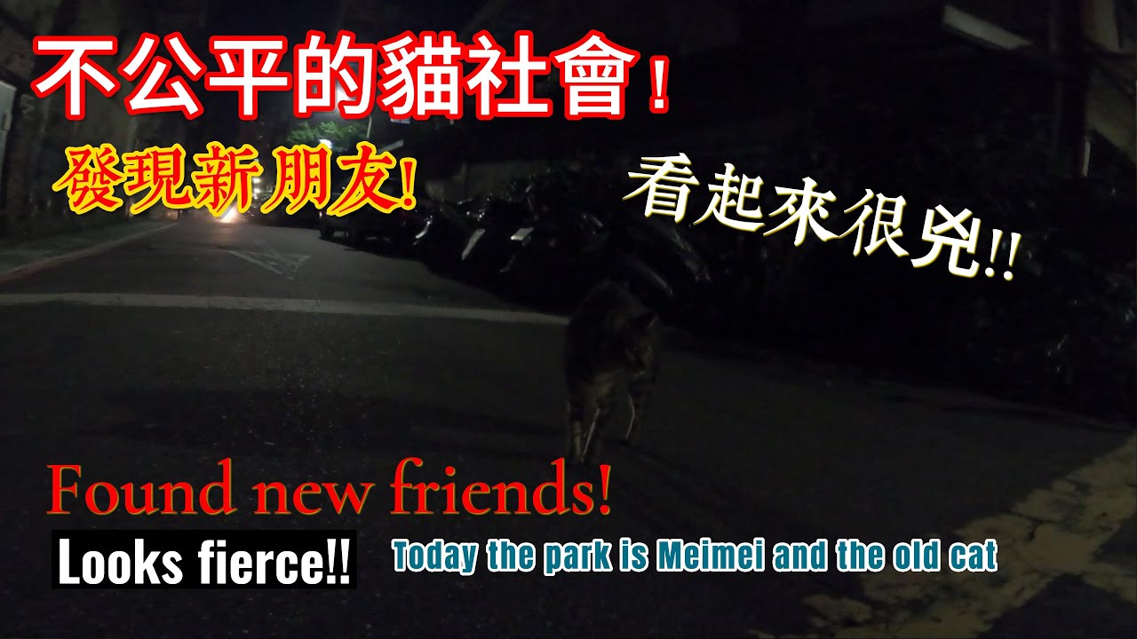 [372] 不公平的貓社會! 發現新朋友! 看起來很兇!! Unfair cat society! Found new friends ...