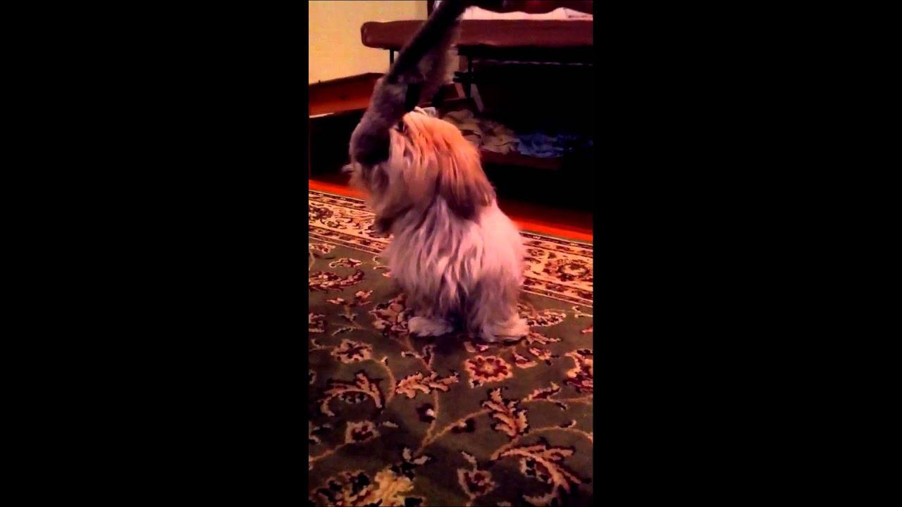 Fuzzy dog with toy - YouTube