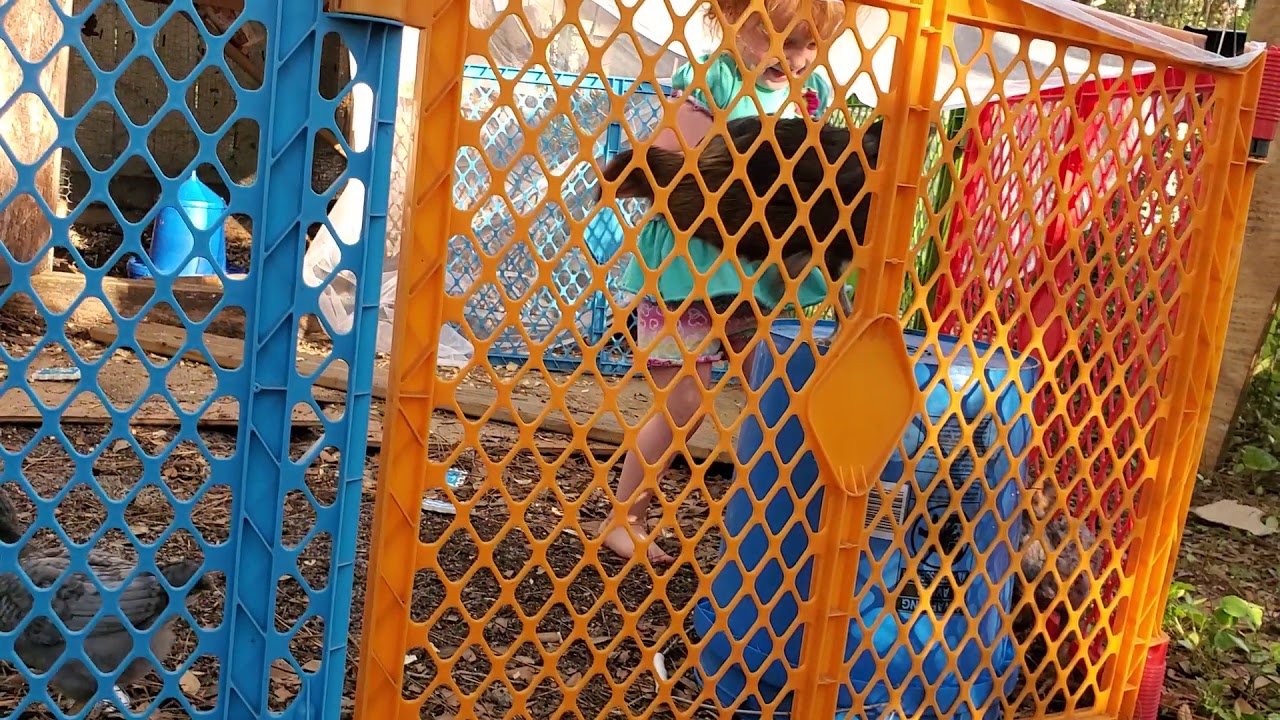 Adaline Rose AKA crazy chicken lady - YouTube