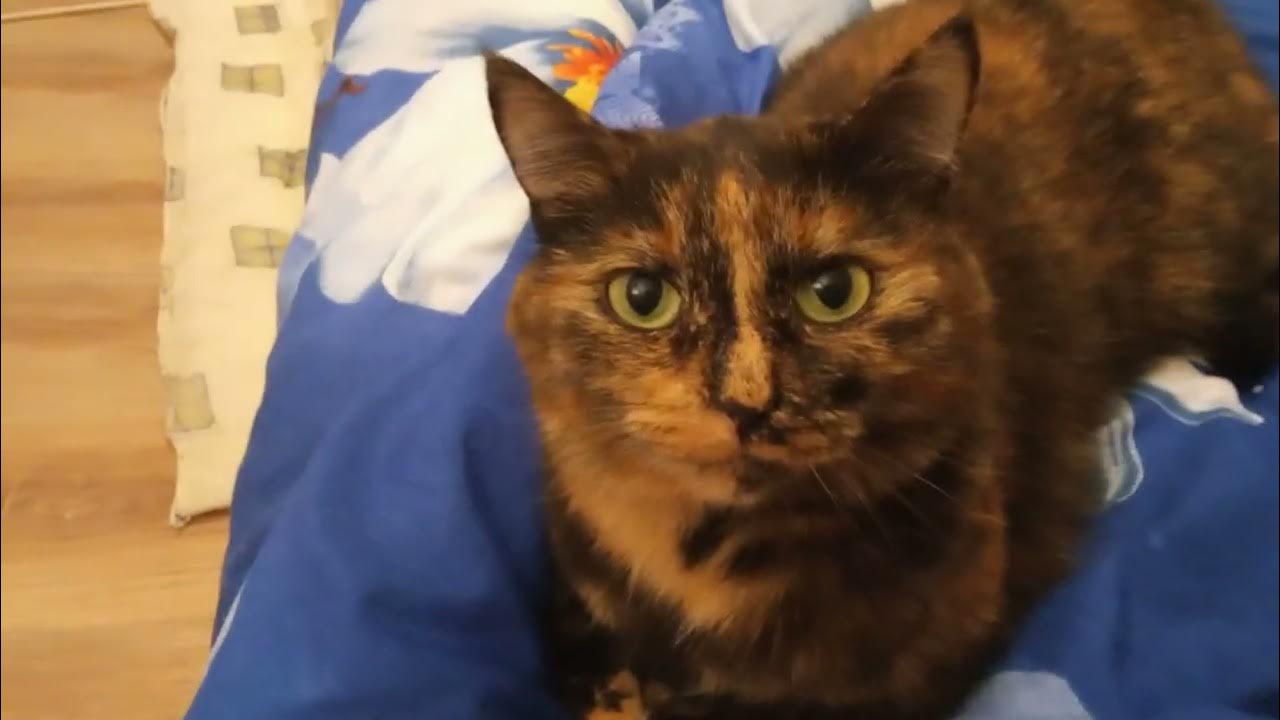 Знакомьтесь, моя кошка Соня. - YouTube