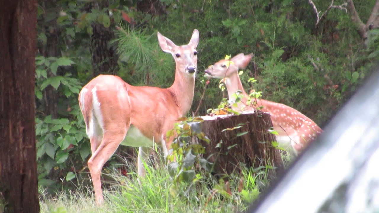 Baby deer trying to get Mama to play - YouTube