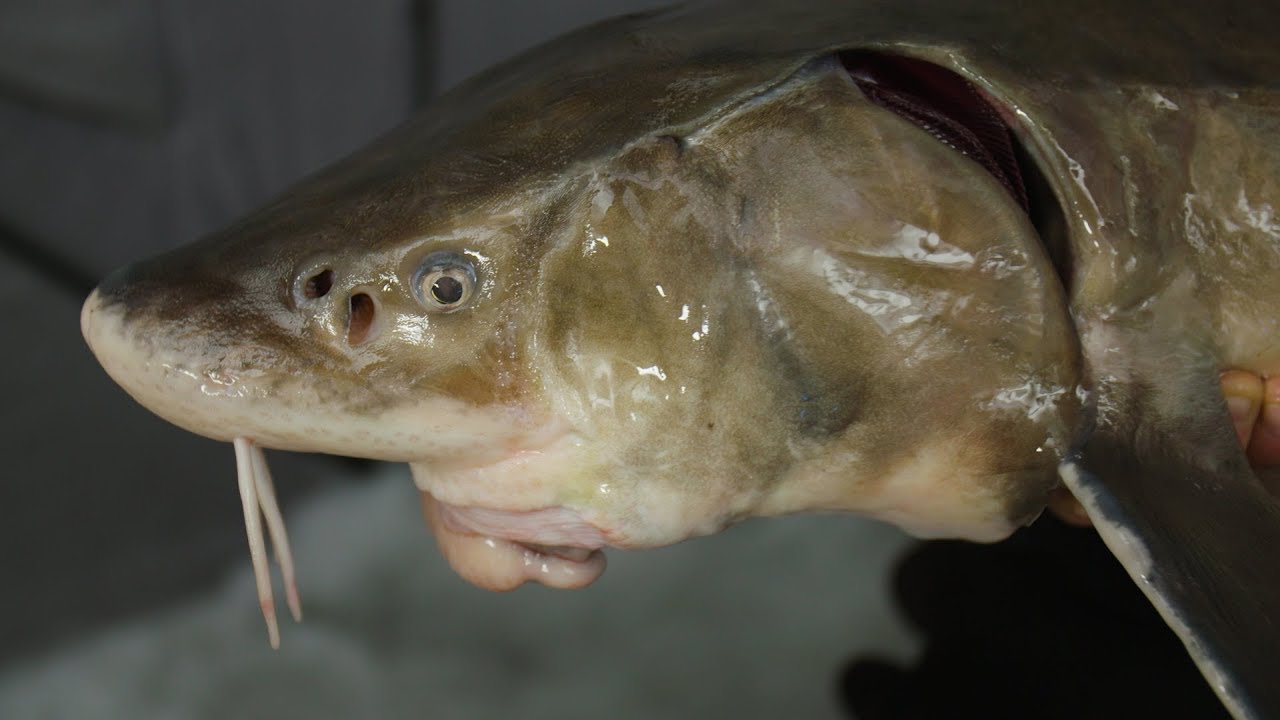 Ice Fishing For Giant Sturgeon - In-Depth Outdoors Season 12, Episode 9 ...