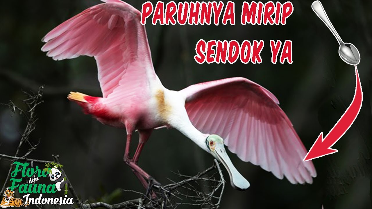 Burung Bulu Pink Cantik Memiliki Paruh Unik Seperti Sendok - YouTube