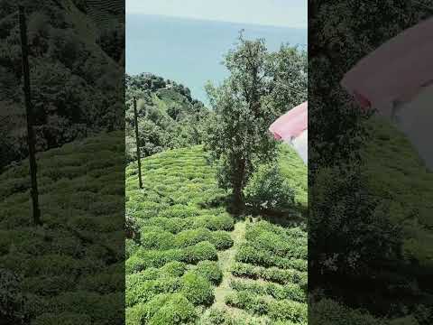 Rize çayeli Kemer Köyü