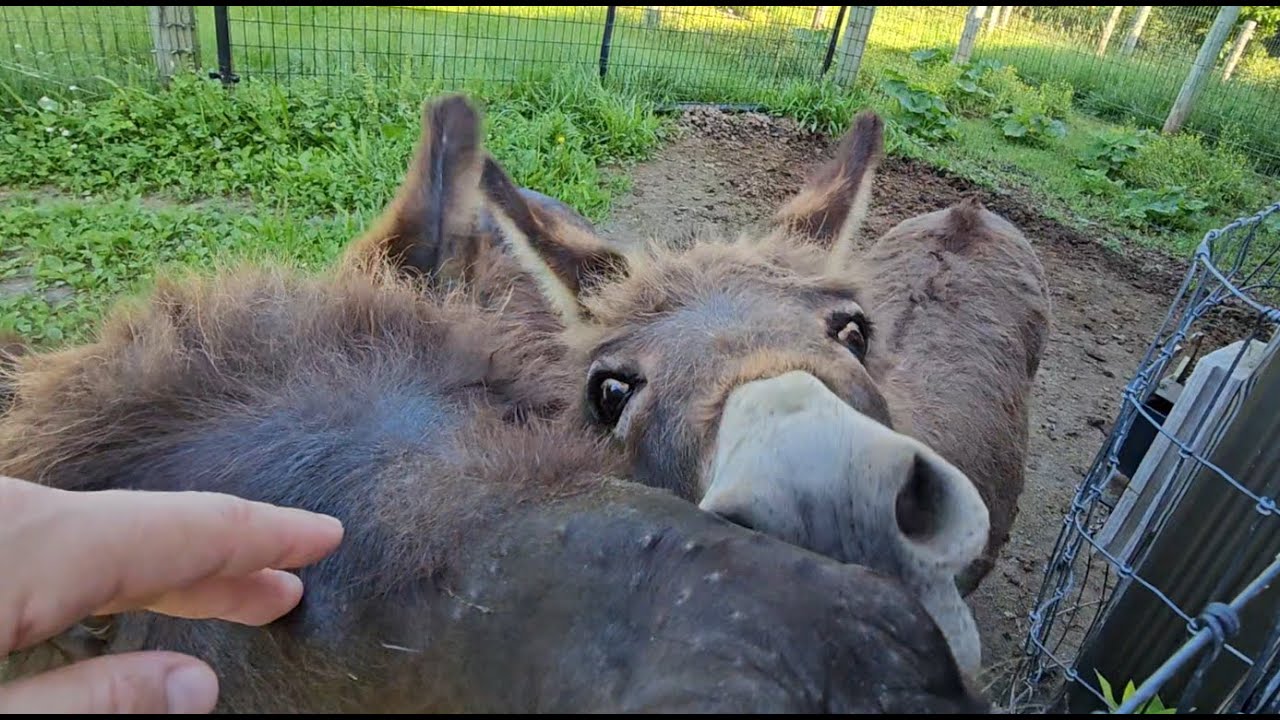 Everybody's Chill Before the Swelter - YouTube