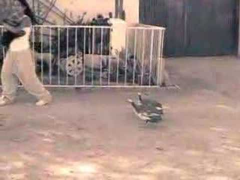 Guinea Fowl Attack Puppy - YouTube