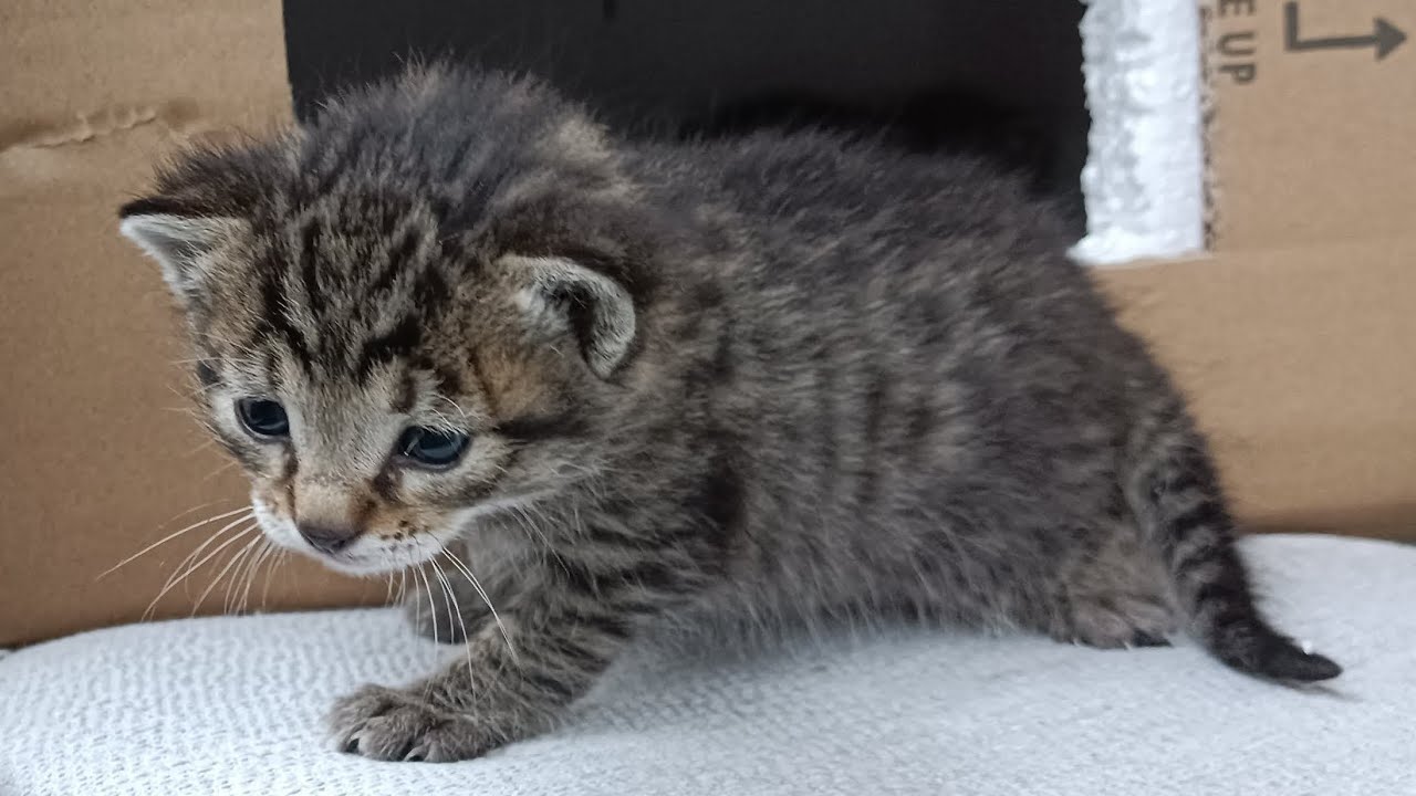 Zippy the Cat Never Rests: Adventures That Amaze! - YouTube