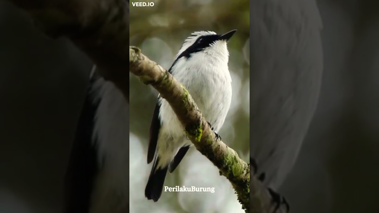 Ternyata begini DECU KEMBANG / SIKATAN BELANG GACOR di alam - YouTube