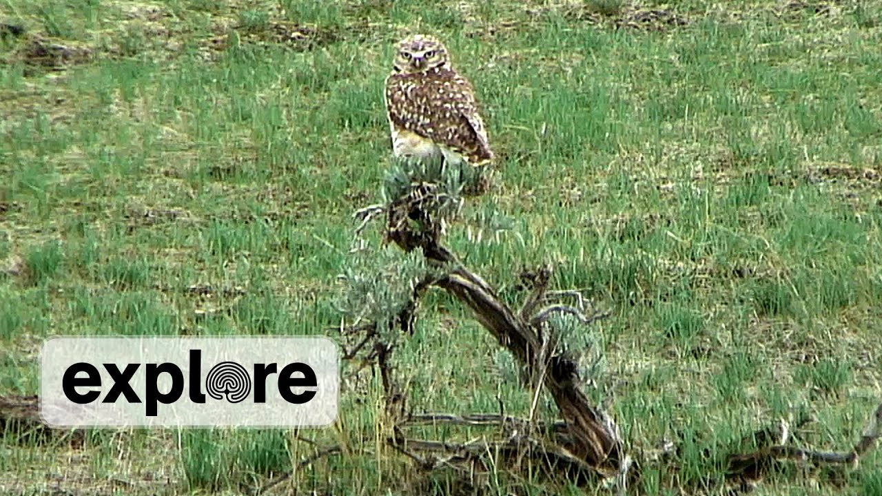 Little Burrowing Owls on the Prairie - YouTube