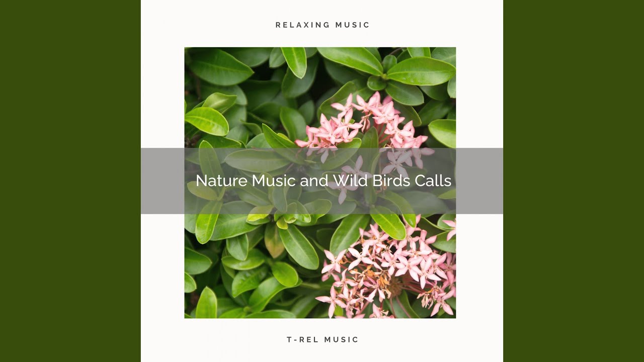 Experience Hard Sleep with Soothing Nature Noises for Dreams - YouTube ...