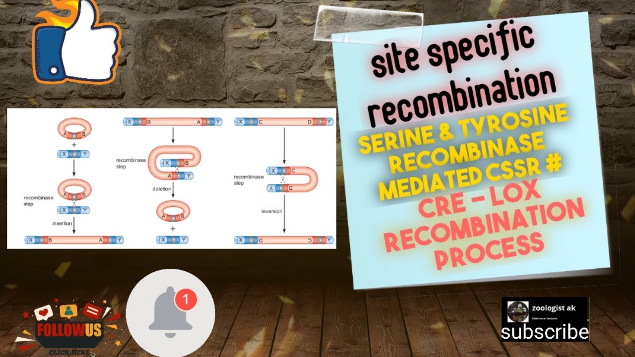Site specific recombination#serine&tyrosine recombinase mediated site ...