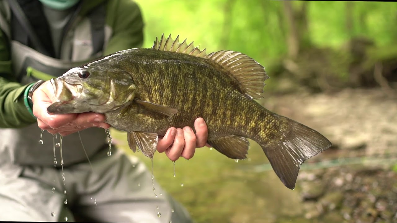 Smallmouth Bass - Spring Fishing on the Salmon River, Pulaski NY - YouTube
