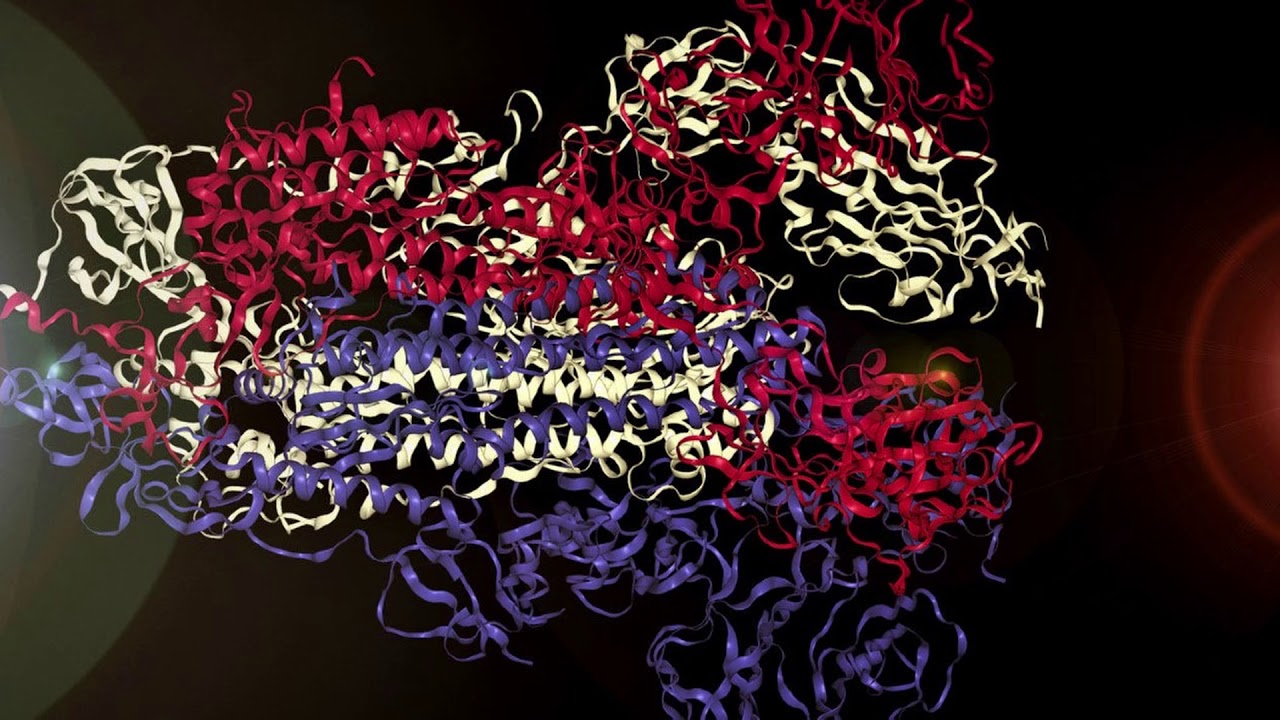 Viral Counterpoint of the Coronavirus Spike Protein (2019-nCoV ...