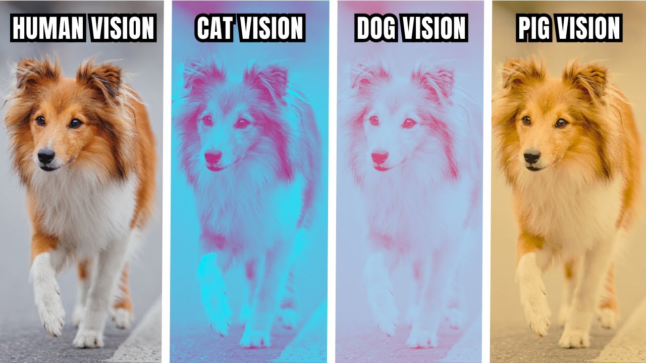 How Dogs, Cats And Other Animals See The World - YouTube