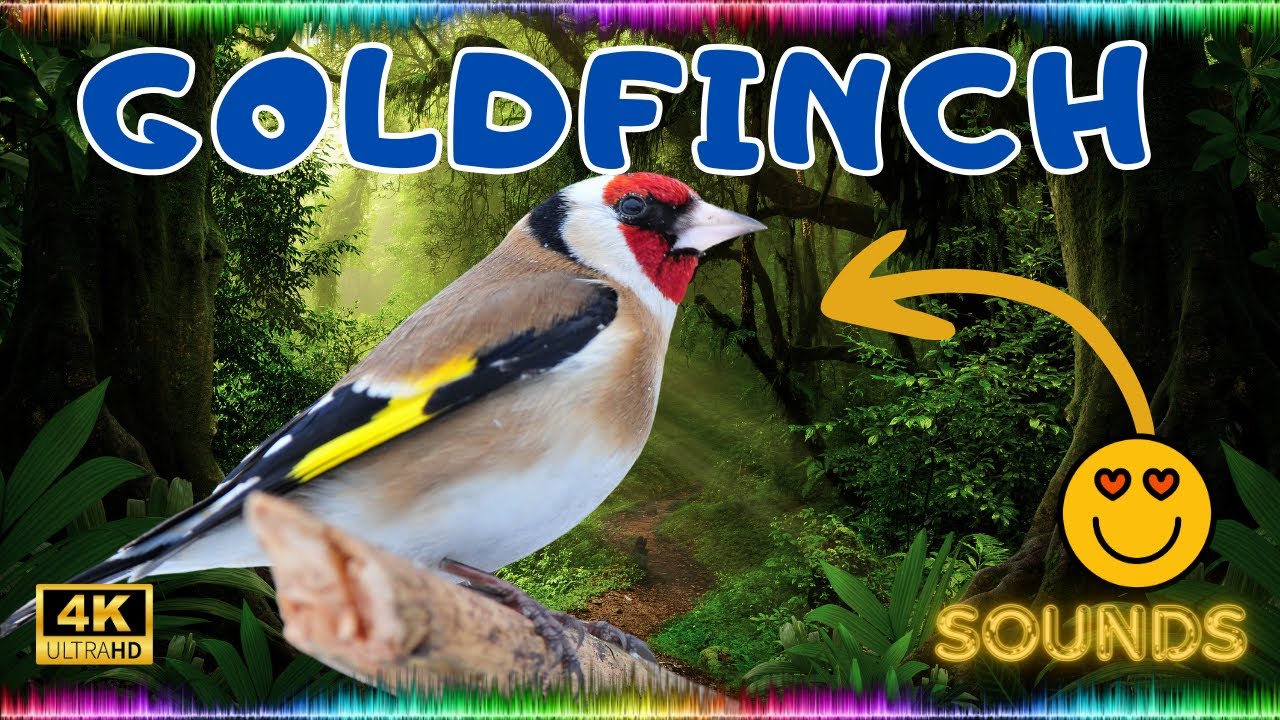 Listen to the Goldfinch! Unforgettable Bird Sounds (Relaxing & Calming ...