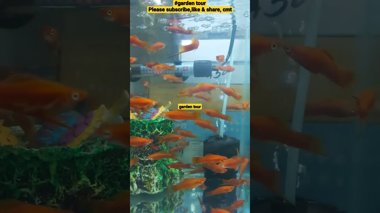 sword tail mollies |red Molly fish |red sward tail Molly |fishtank| # ...
