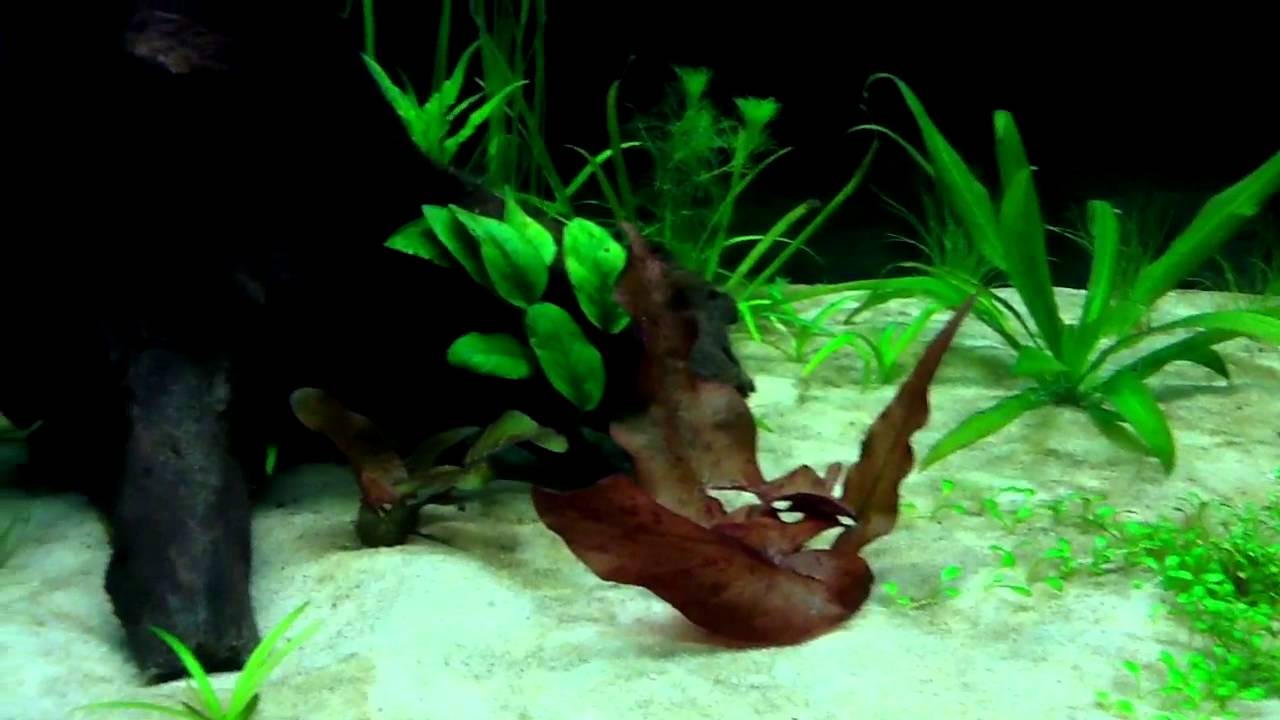 Red Tiger Lotus (Nymphaea zenkeri) Week 2 - YouTube