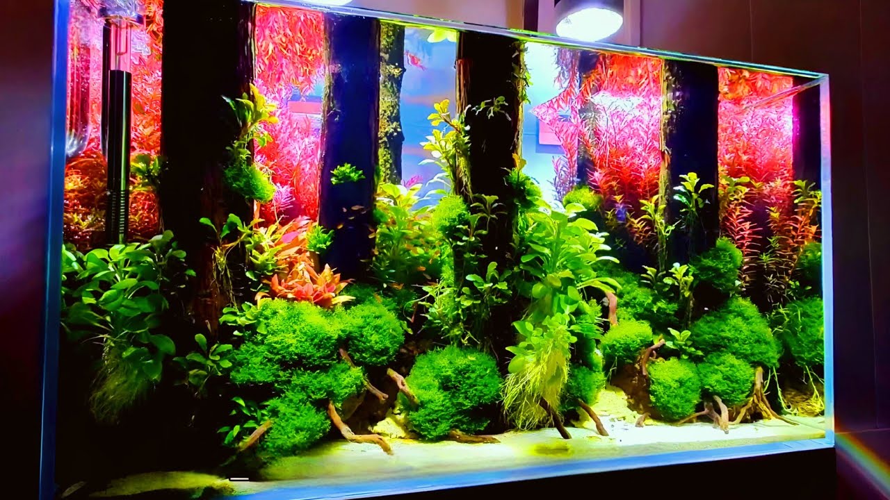 My Beautiful Aquascape | Tetra Plant Aquarium Guaid - YouTube