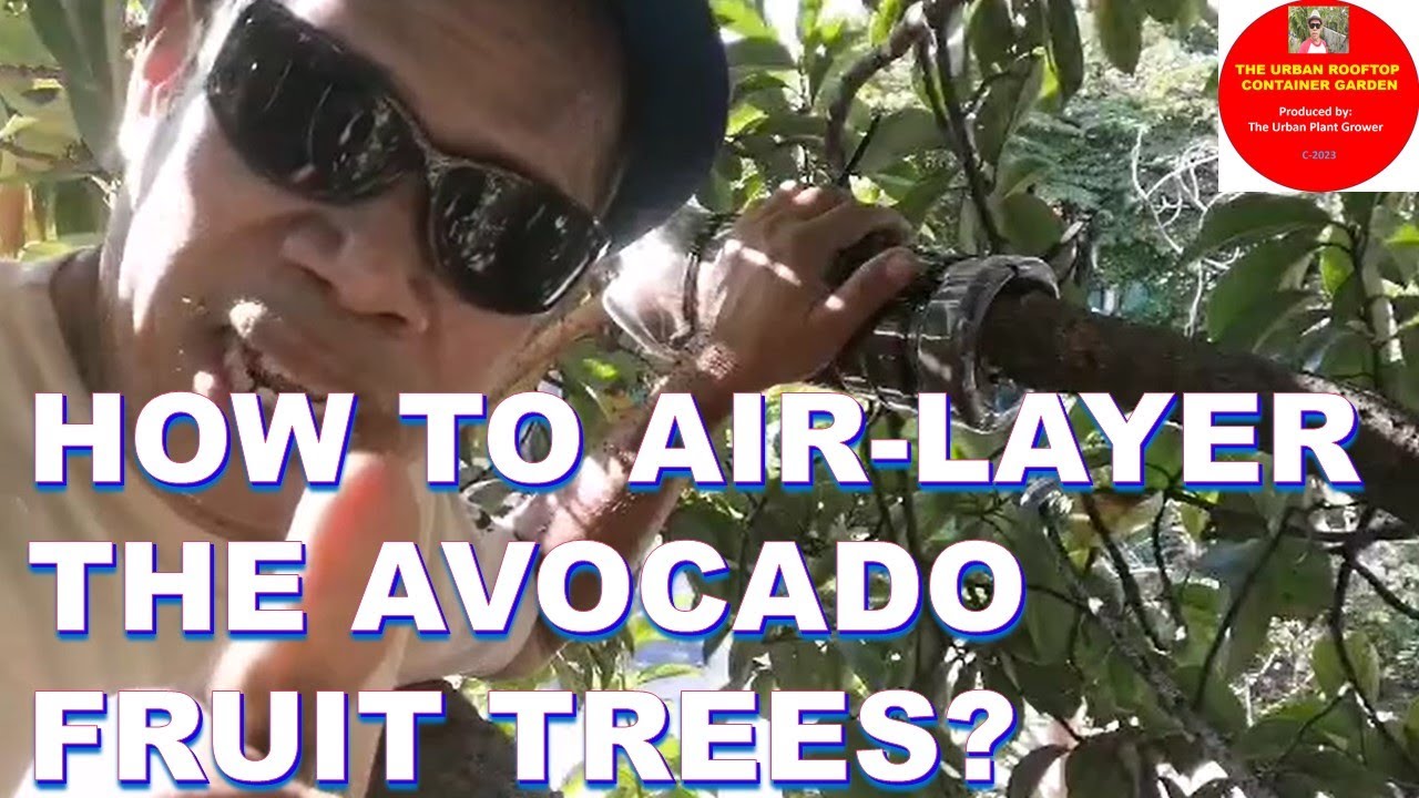How to Successfully Air Layer or Marcot the Matured Branches of Avocado ...