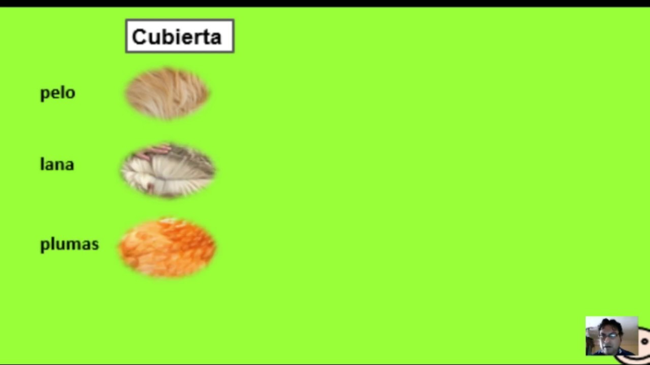 Las cubiertas de los animales - YouTube
