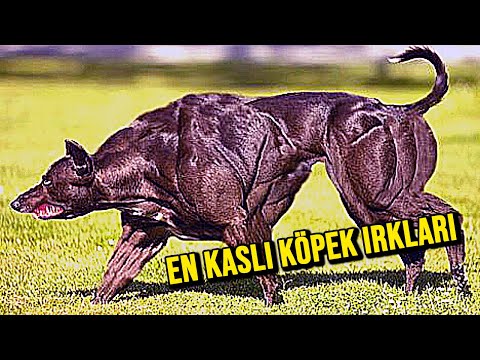 Herkesin Sahip Olmak İstediği En Kaslı Köpek Cinsleri