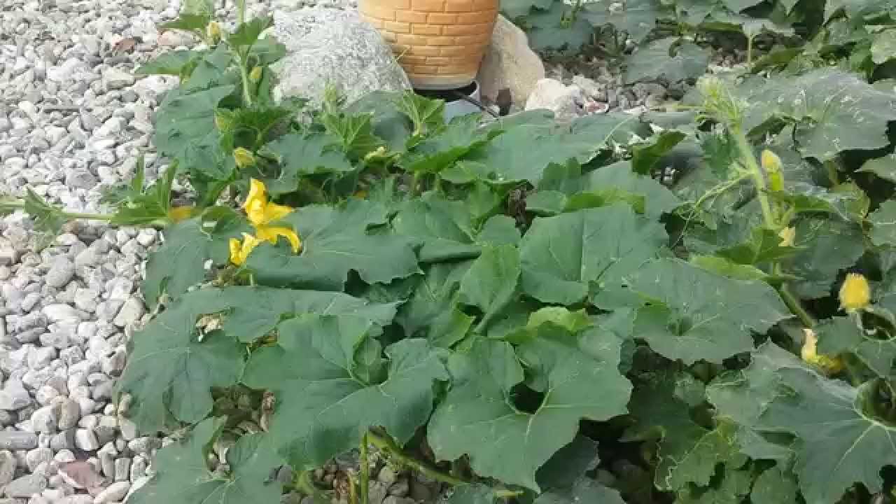 Moqua (Fuzzy Melon) - YouTube