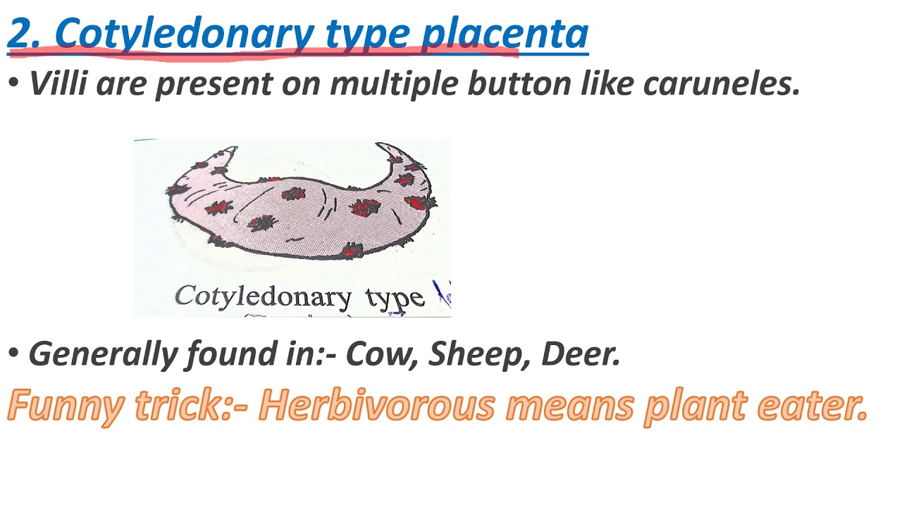 Type of placenta//Veterinary Anatomy// B.V.Sc & A.H. - YouTube
