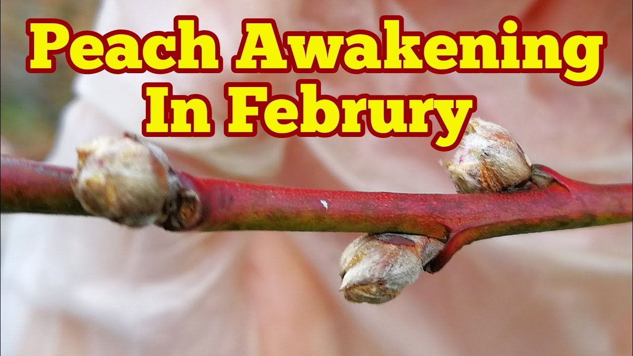 Peach Tree Awakening In February/ Pruning Plan & Advice / Variety ...