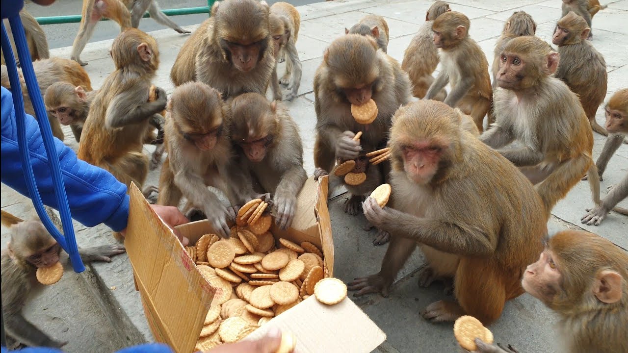 Monkeys eat lots of cookies like a human - YouTube
