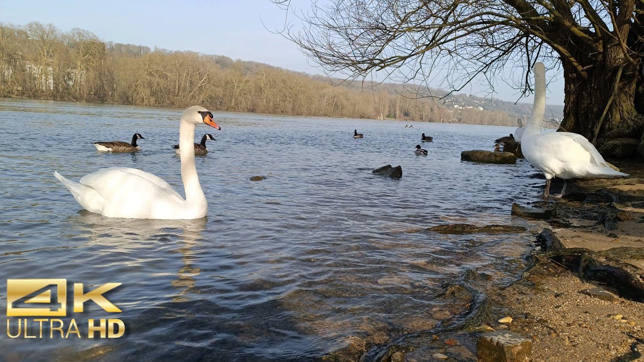 Tranquil ASMR: Swans, Ducks & Geese by the Water | Soothing Nature ...