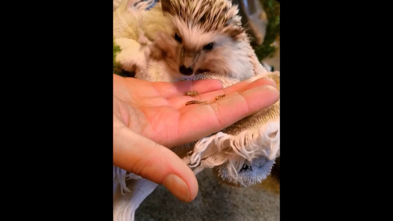 Grumpy Sue The Hedgehog Gets A Bath - YouTube