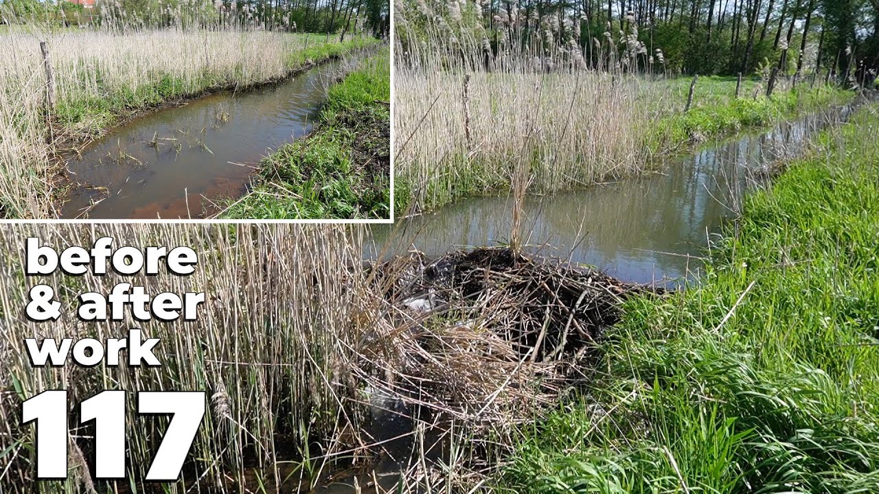 Manual Beaver Dam Removal No.117 - Cane And Singing Birds - YouTube