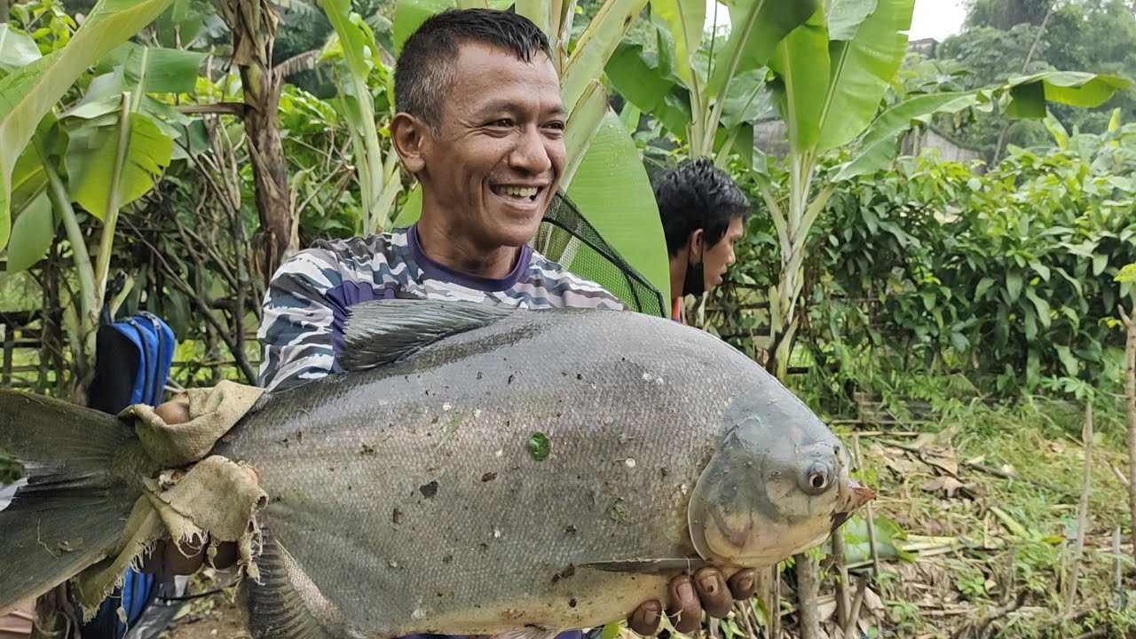 Mancing Borongan Bawal Babon 3.5 Juta | Ikan Patin Ikut Naik - YouTube