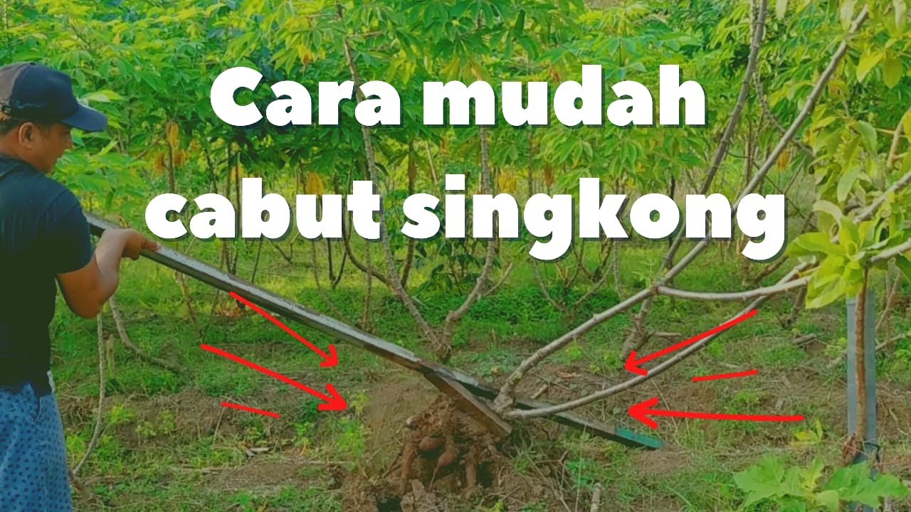 Teknik cabut singkong dengan mudah - YouTube