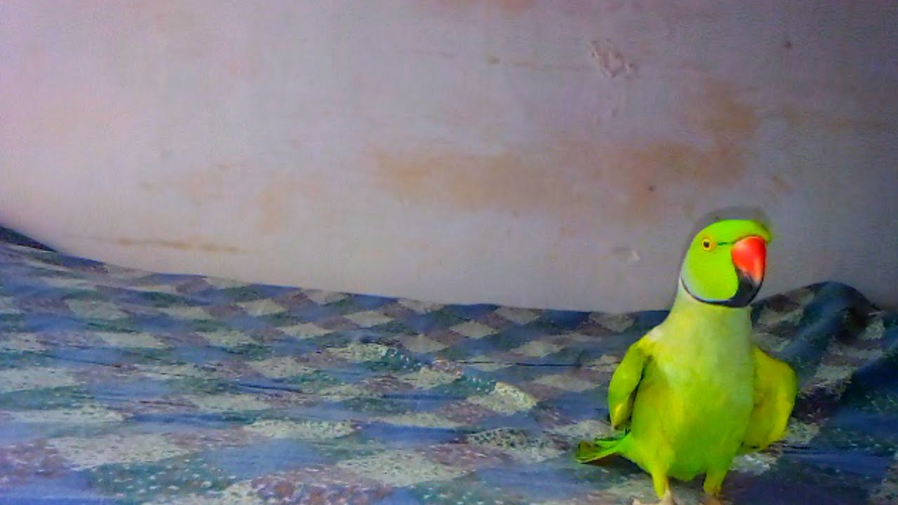 Beautiful parrot talking - YouTube