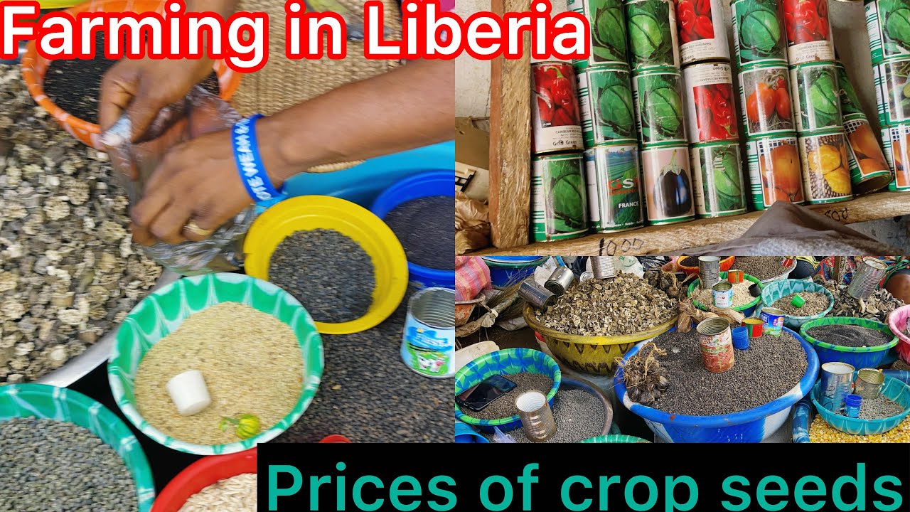 Farming in Liberia all you need to know about the different prices of ...