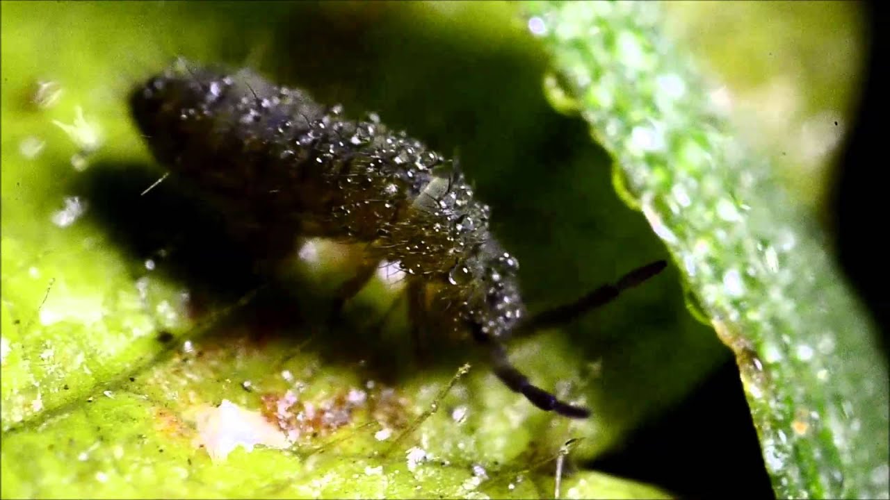 Ein Springschwanz (Isotoma sp.) frisst - YouTube