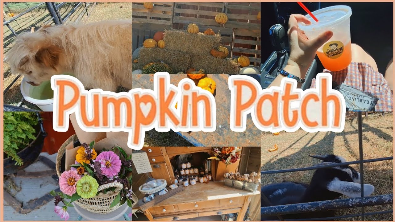 Pumpkin Patch Time! 🌻🍂 Fun booths, animals, and more. - YouTube