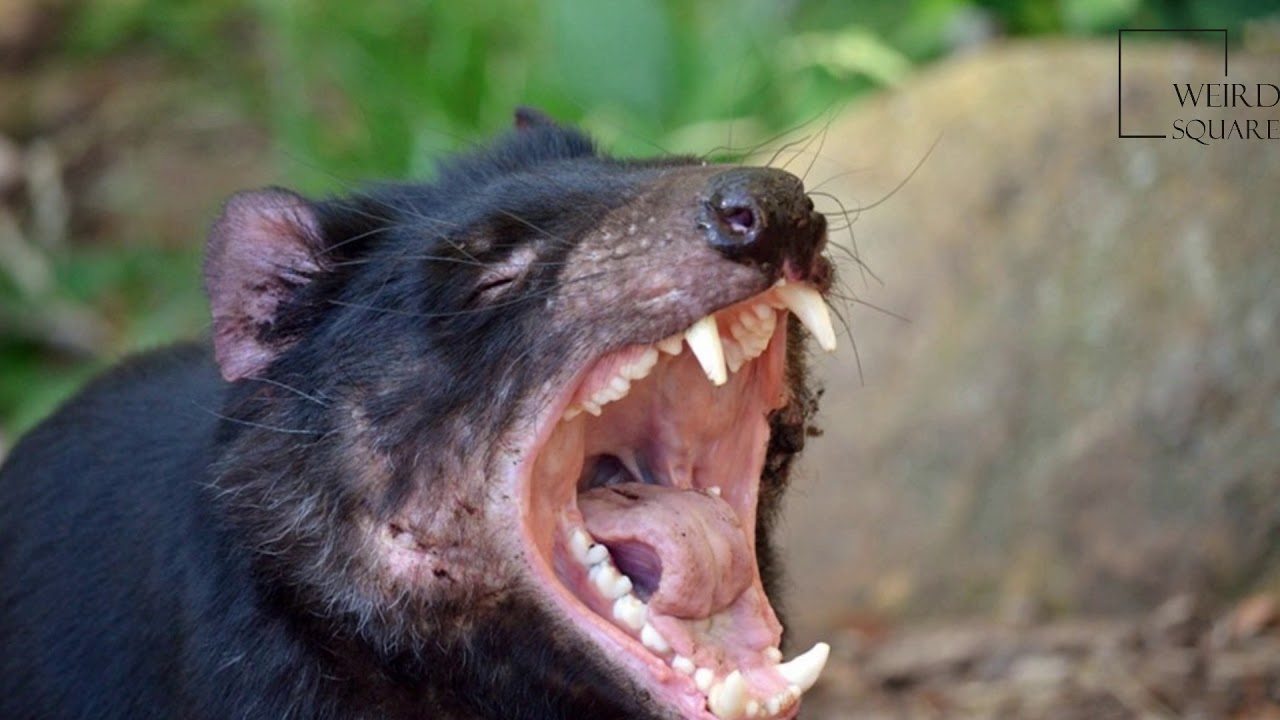 Interesting facts about Tasmanian devil by weird sqare - YouTube
