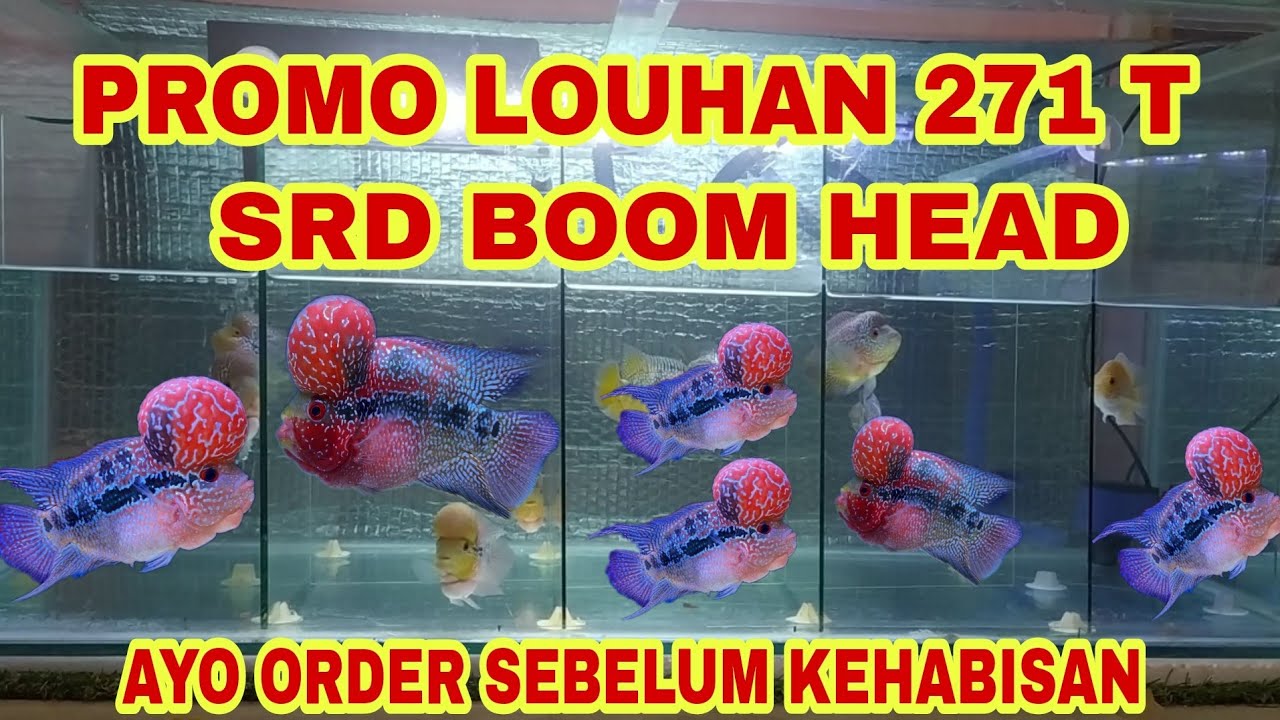 UPDATE STOK TERBARU PROMO LOUHAN SRD KUALITAS BOOM HEAD - YouTube