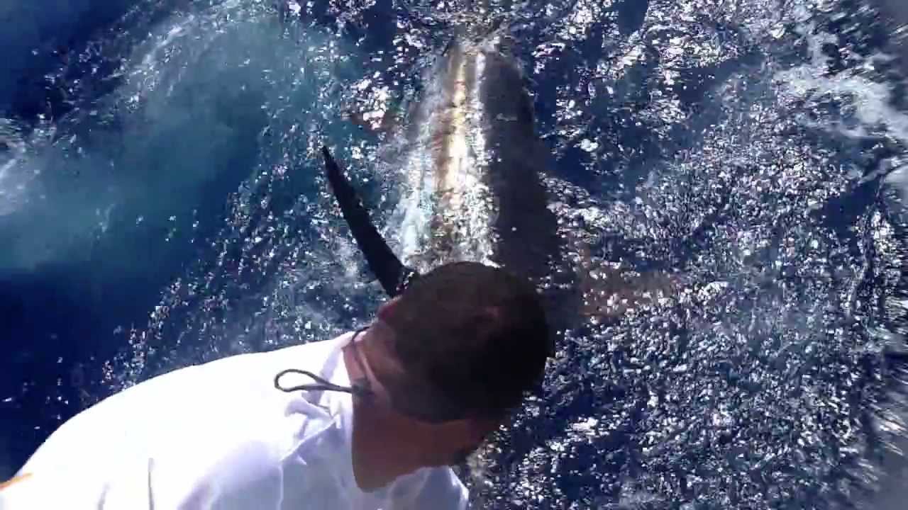 Abinael Martinez pescando marlin azul release, lancha "Mariel", Cabeza ...