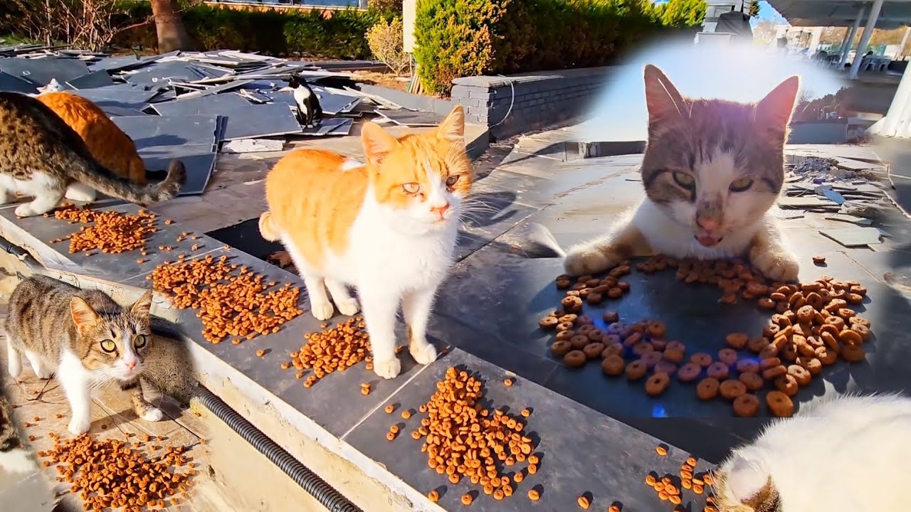 Homeless hungry cats waiting for cat food by the sea, tabby cat eating ...