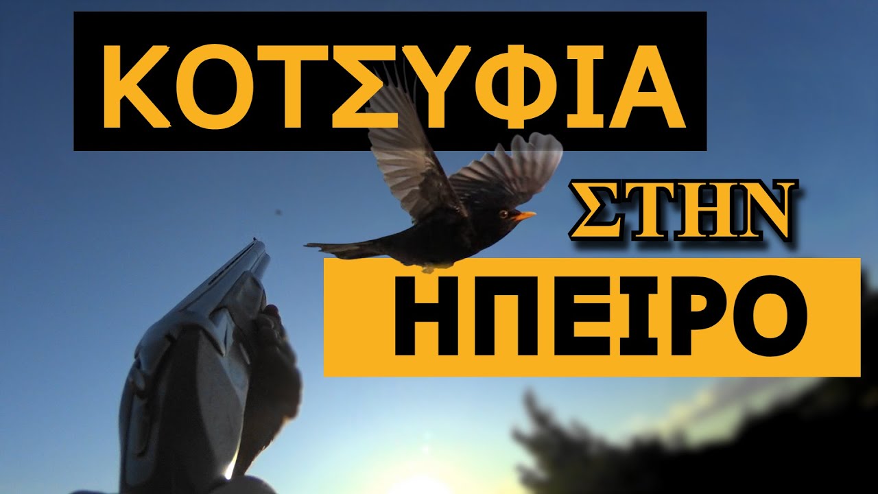 ΚΟΤΣΥΦΙΑ ΣΤΗΝ ΗΠΕΙΡΟ# BLACKBIRDS AT EPIRUS - YouTube