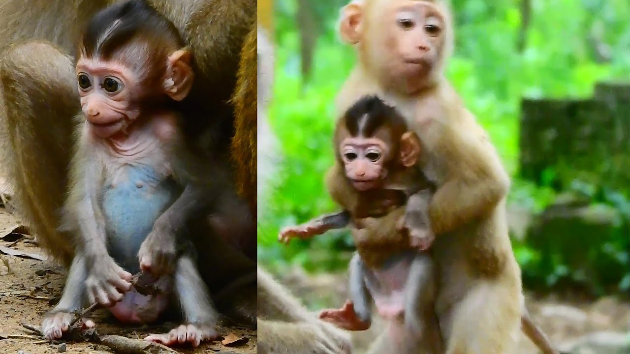 Cute Newborn Baby Monkey Rainbow With Sister and Brother - YouTube